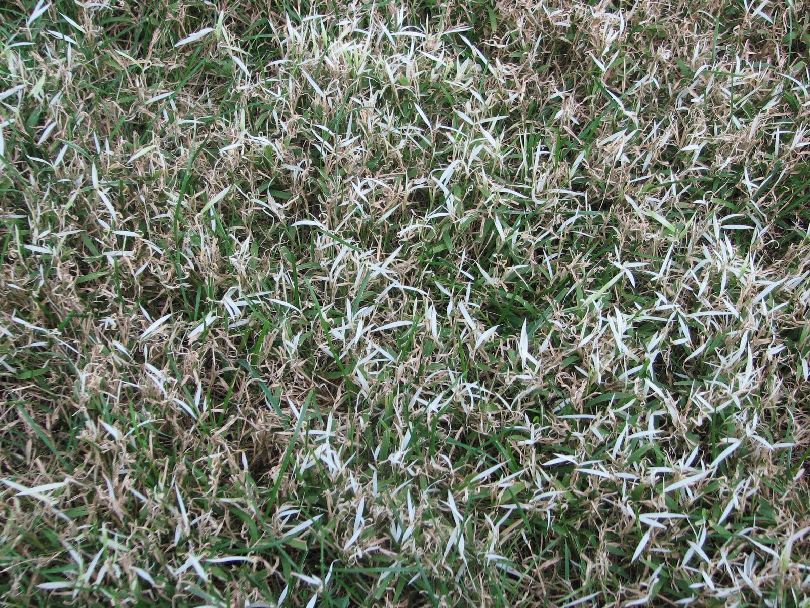 iaTURF: NIMBLEWILL CONTROL: SECOND INSTALLMENT