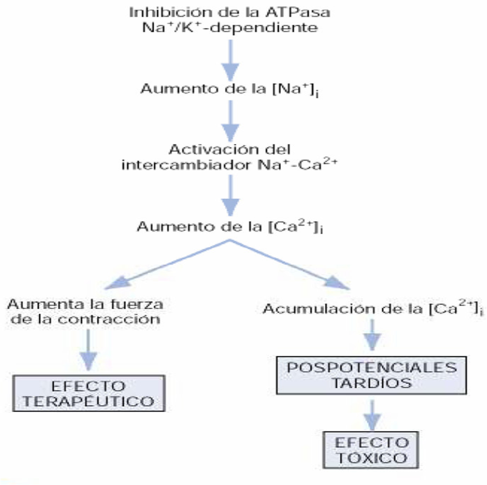 Farmacología: Fármacos Inotrópicos Positivos