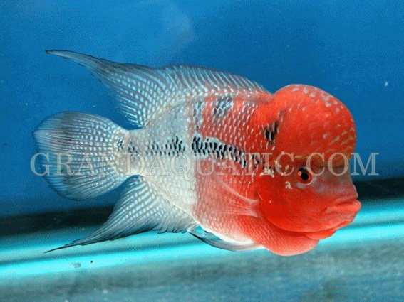 Flowerhorn The Hybrid Cichlids: Aquarium Fish Thailand LouHan Bass ...