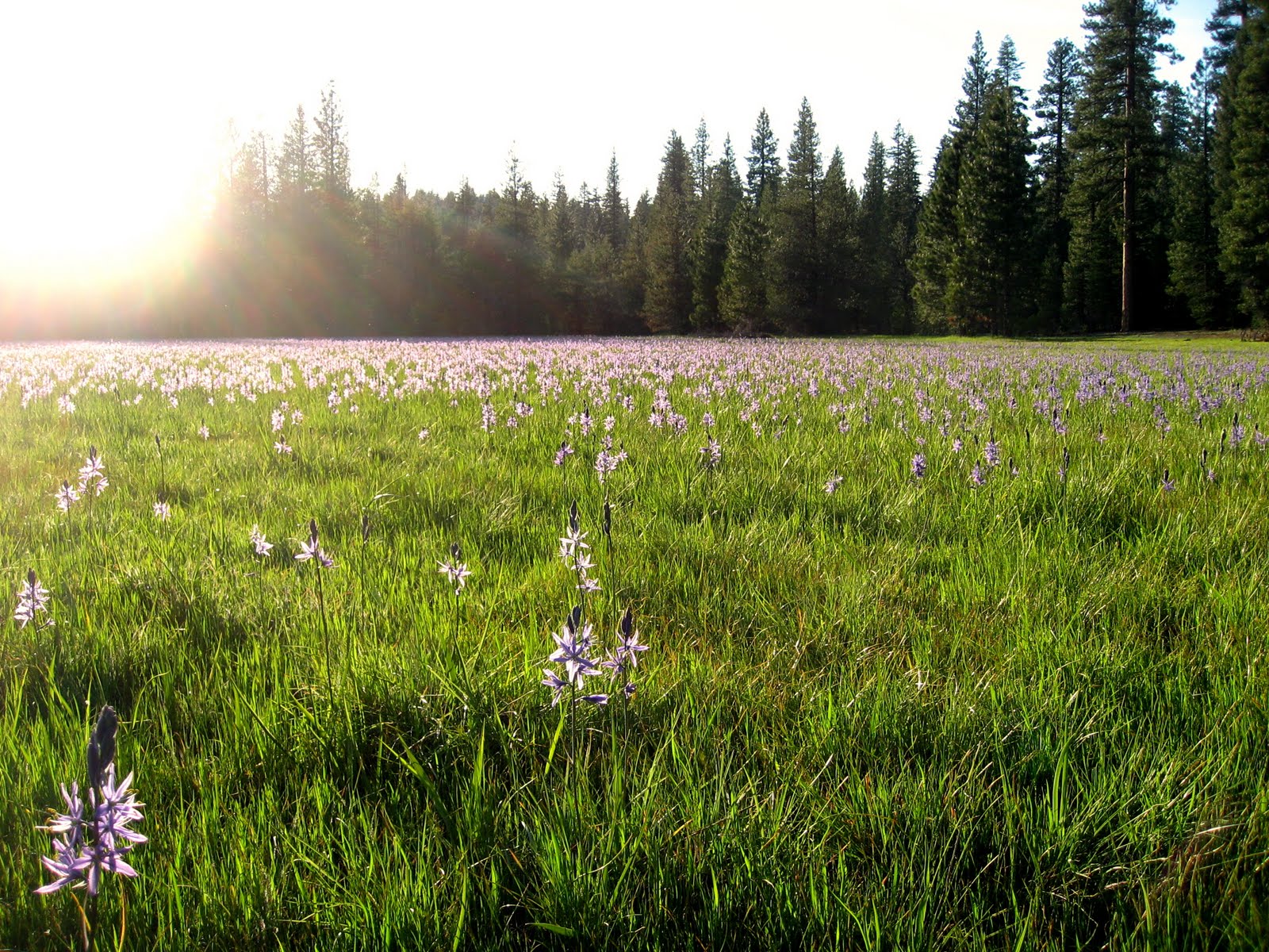 Dreams & Happy Things...: Magical Meadow