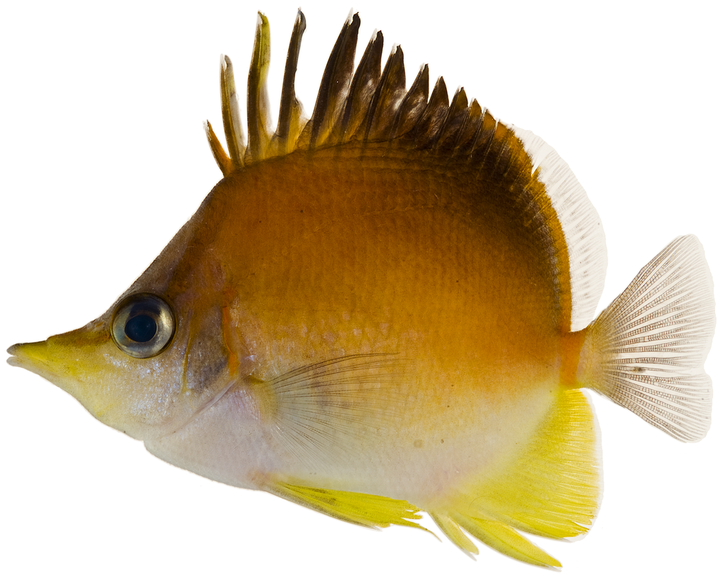 Artes de Pesca: mayo 2018