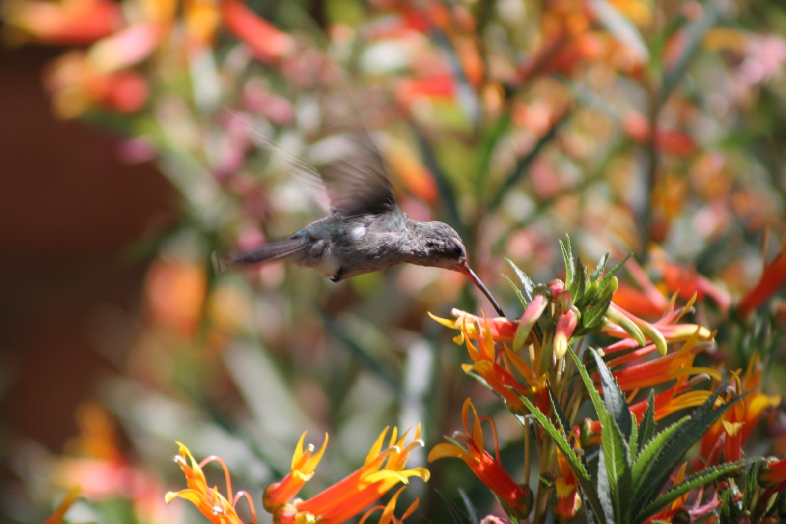 Pictures of my Universe: Hummingbird at Arizona Sonora Desert Museum