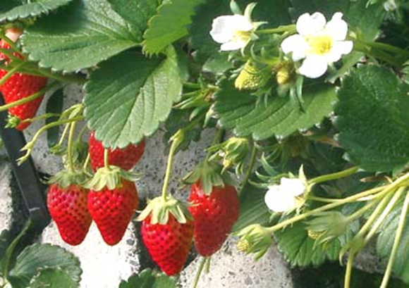 Klasifikasi Lengkap Tanaman Strawberry "Fragaria ananassa"
