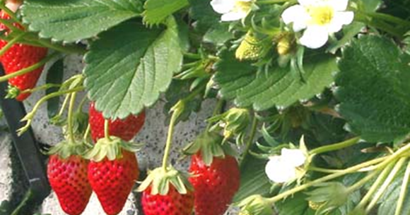 Klasifikasi Lengkap Tanaman Strawberry "Fragaria ananassa"