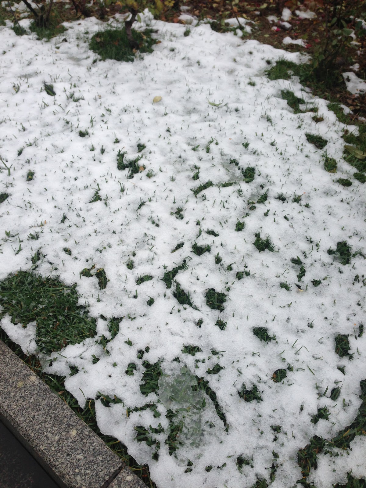 Beijing Expedition: WEEK 4