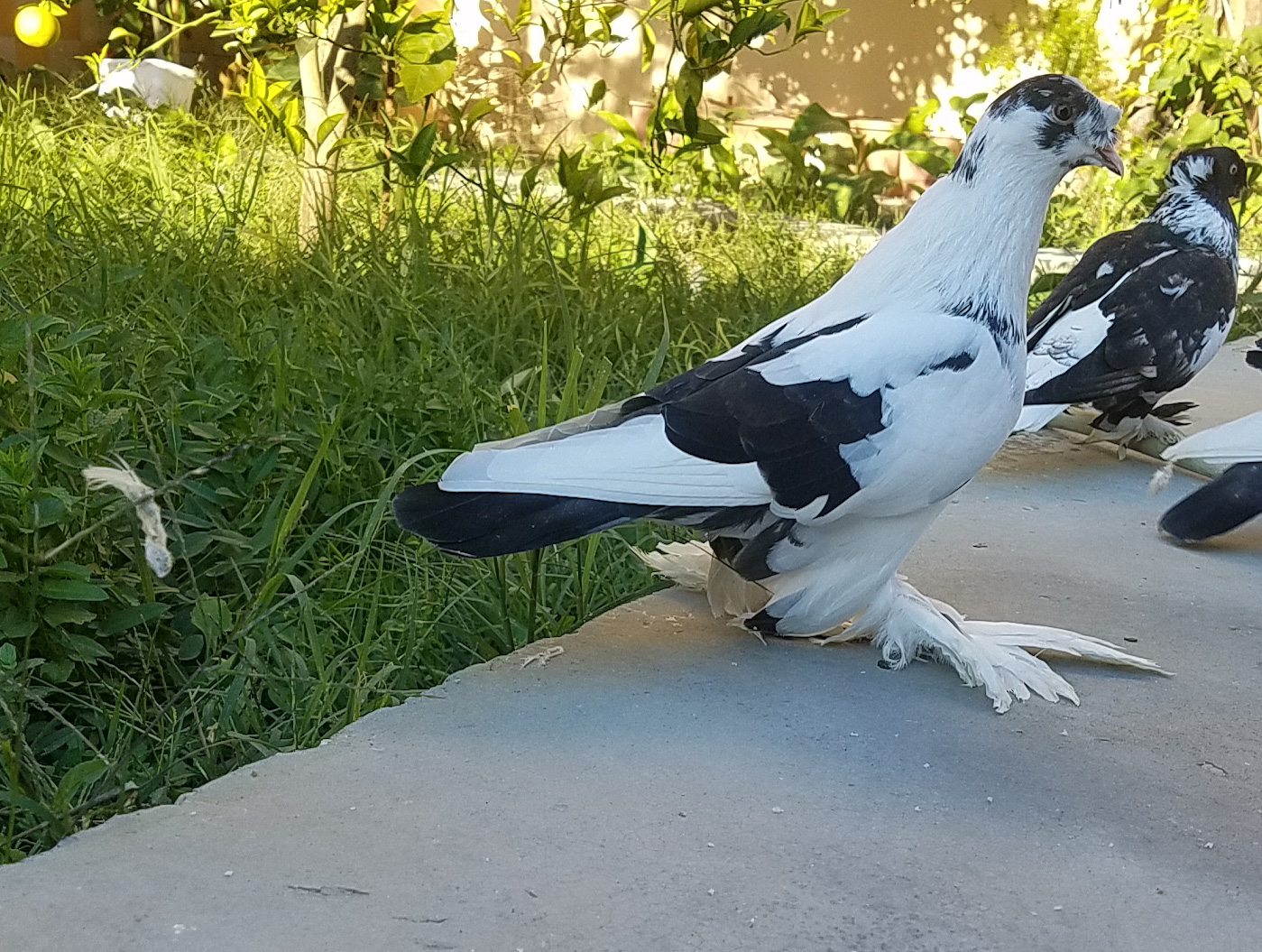 PIGEON SPORT ALBANIA: Pellumba me cafk para (PIGEON 7 ALBANIA)