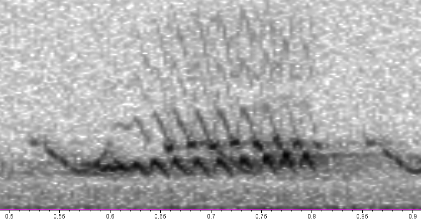 BIRD CALLS and SONGS: Greenfinch mimicry