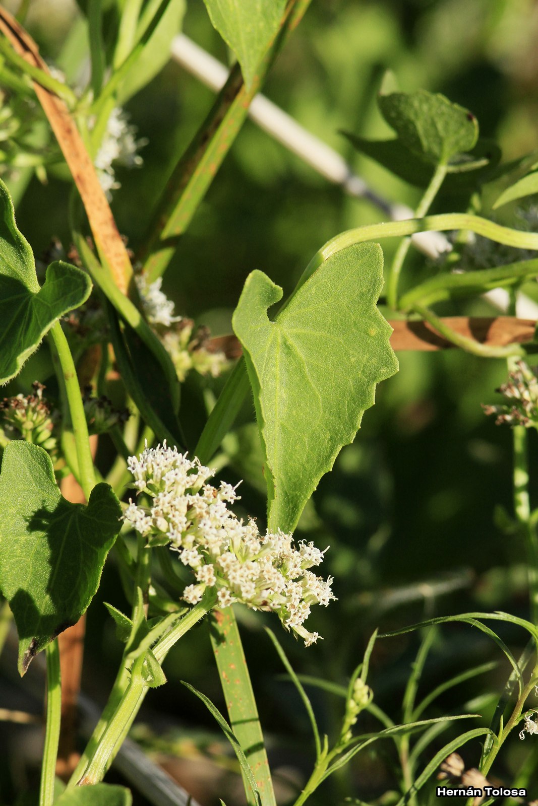 Flora Bonaerense: Guaco (Mikania cordifolia)