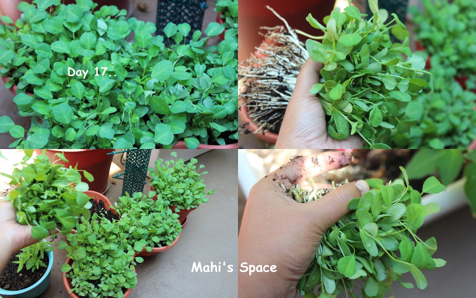 Welcome to Mahi's Space: How to grow Methi at home?-வீட்டில் வெந்தயக் ...