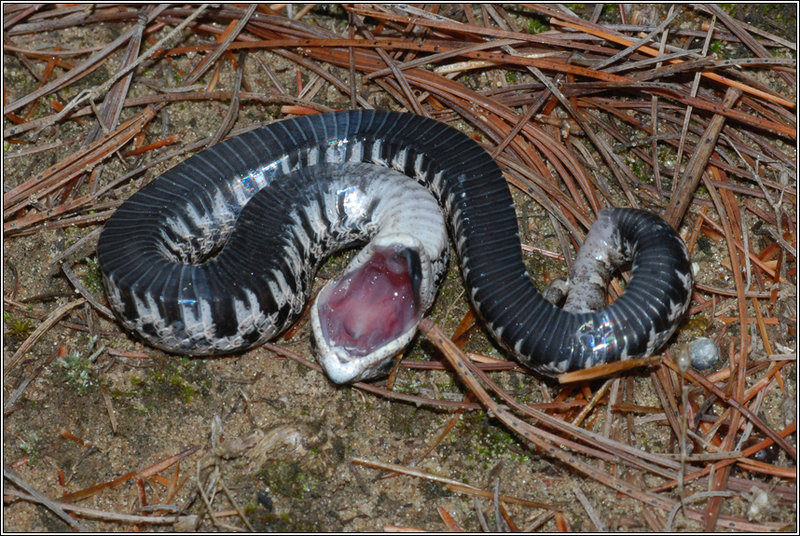 Explorations of an Ecologist: The snakes of Ontario - part 3