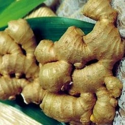 Tanaman Jahe Dan Jenis Jenis Jahe | Jahe Merah