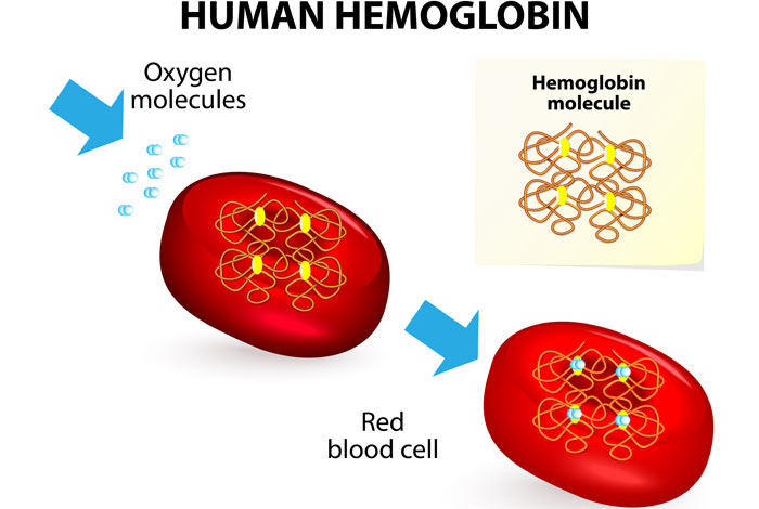 Mundo da Bioquímica (blog sobre bioquímica): Hemoglobina