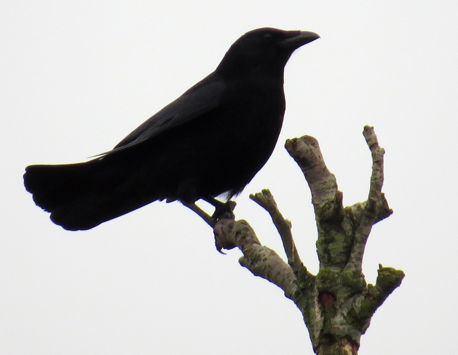 The Autistic Naturalist: Dec 21st Strumpshaw Fen