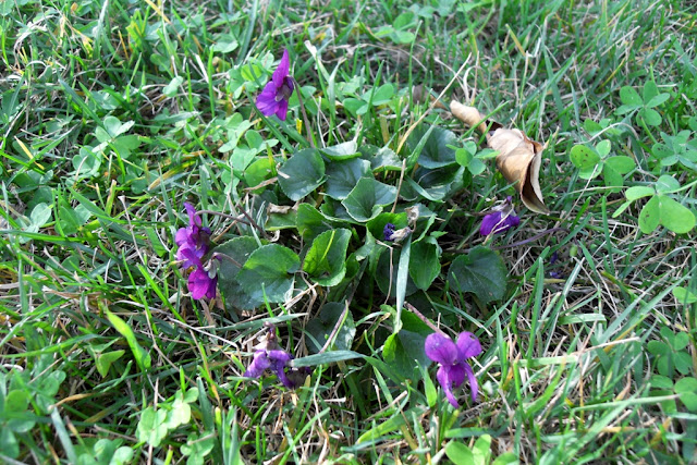 Crowndot.com : Tiny Violets