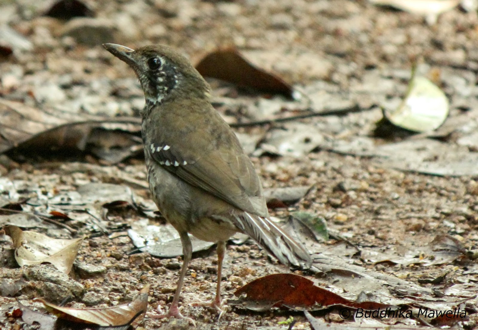 Lanka Nature Summary: Spot winged Ground Thrush (Zoothera spiloptera)