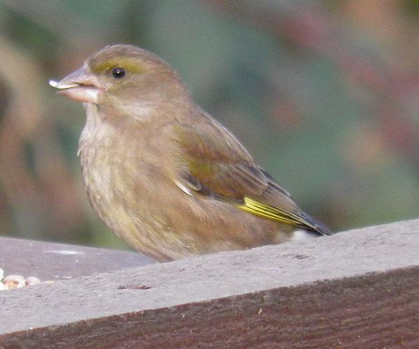Dannysbirds: Rodley Nature Reserve 1