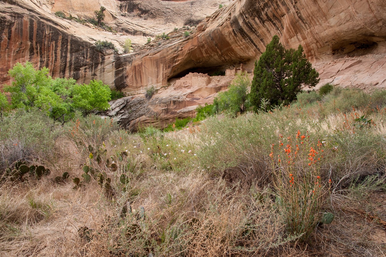 The Booby Hatcher: Cedar Mesa Flowers