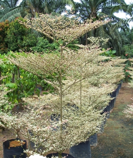 Bucida molineti/spiny black olive : debungor