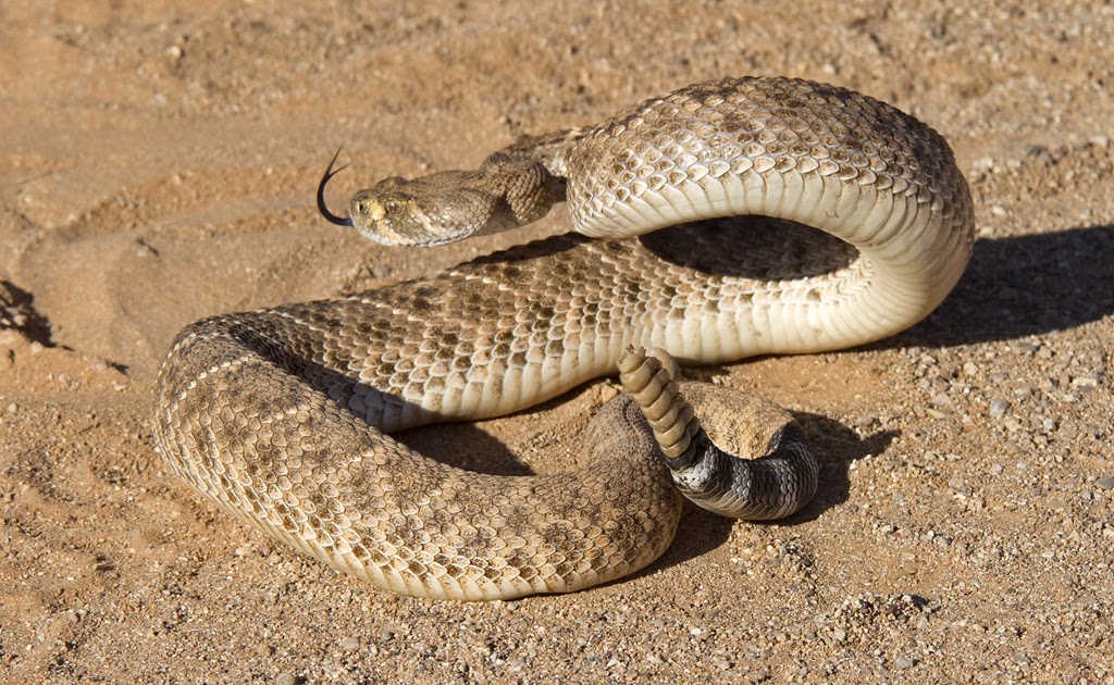 Your Daily Dose of Sabino Canyon: Know your rattlers!