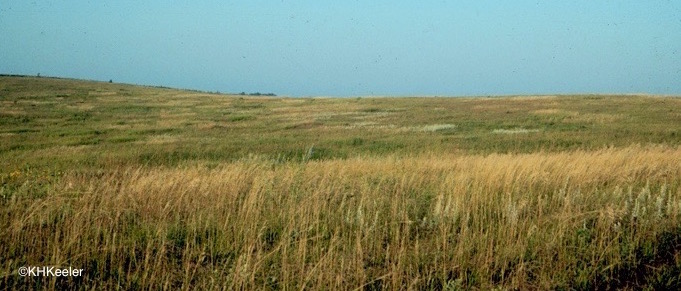 A Wandering Botanist: Tallgrass Prairie--the Lost Ecosystem