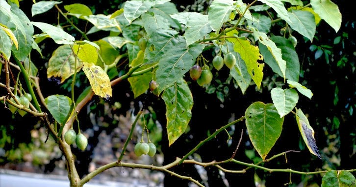 INTAN FAZNITA HAJI SAMUDI: BUAH CINTA