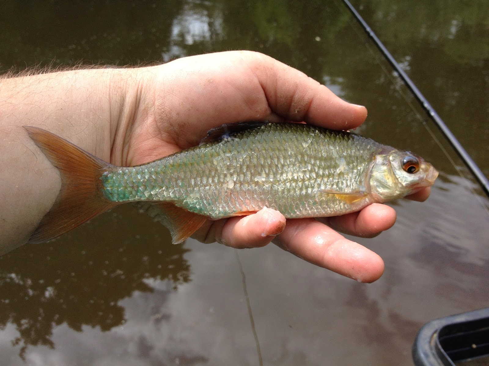 Danny's Angling Blog: Stickfloat Fishing the River Dane: New Area Explored