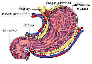 histologia e embriologia