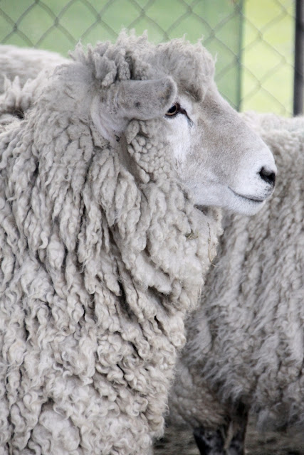 Ford Family Photos: Waiting Sheep - Walter Peak Sheep Station ...
