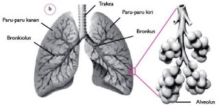 biologi