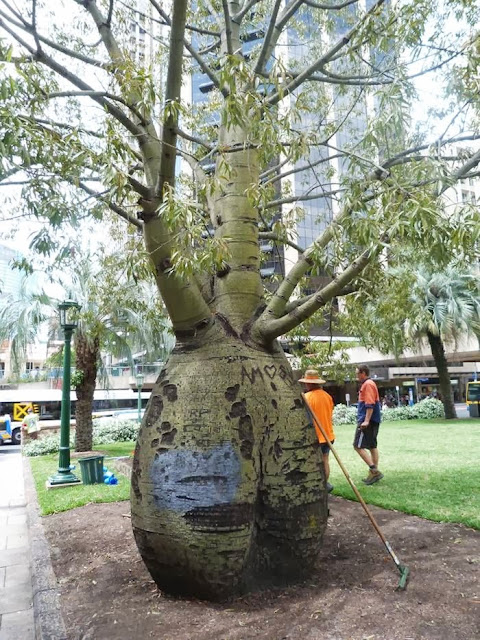 Get FuN Here: Amazing Bottle Tree Brachychiton Rupestris