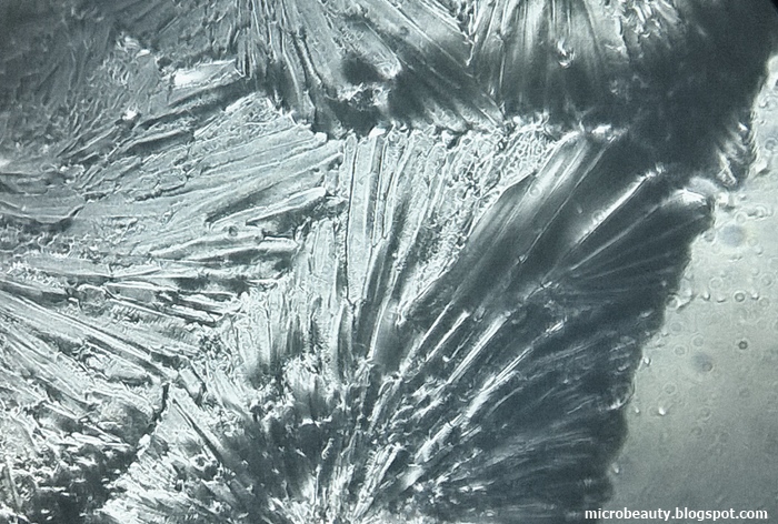 The Wonderful Microworld: Beautiful Sugar Crystals through the Microscope.