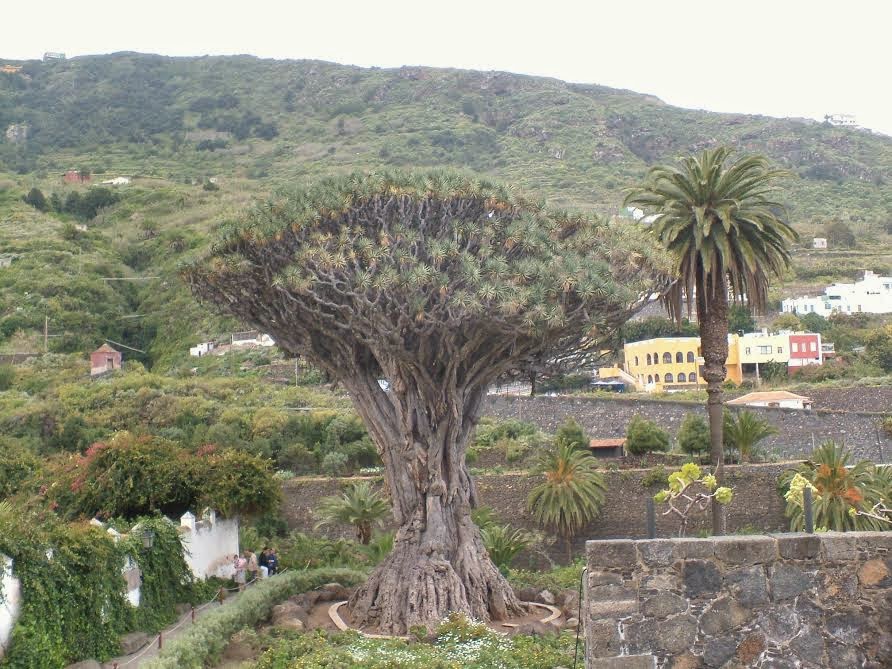 Dragon Trees in Portugal and Gibraltar |The Green Bard