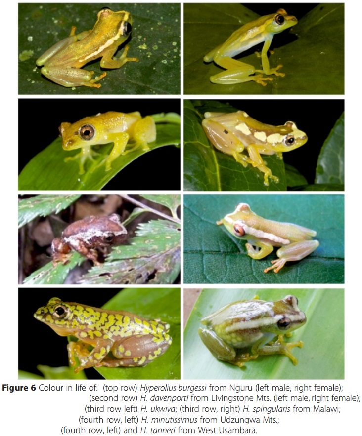 Species New to Science: [Herpetology • 2015] Three New Species of Spiny ...