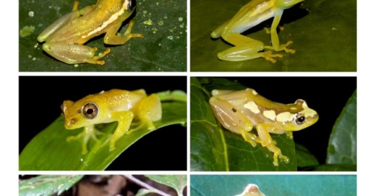Species New to Science: [Herpetology • 2015] Three New Species of Spiny ...