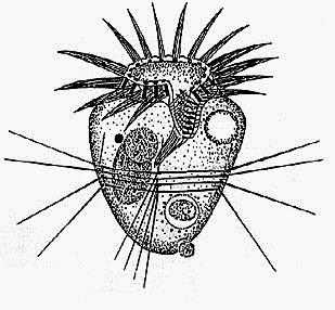 BIODIVERSIDAD CRÍPTICA EN EL IES "AZUER": Halteria grandinella