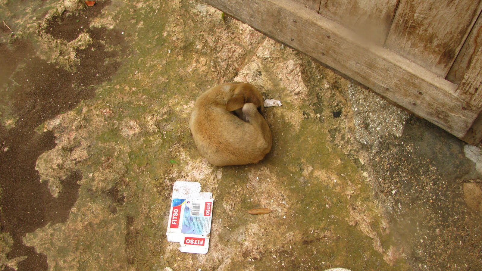 Transcendent Moments: Creatures in Haiti