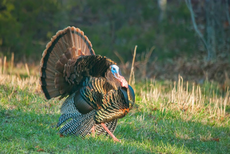 Ozark Grace: Morning