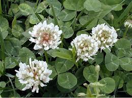 Penn State Extension Philadelphia Master Gardeners : Phony Shamrocks ...