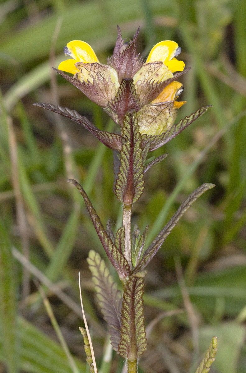 Meadow Invertebrates at Darrick Wood | Naturally