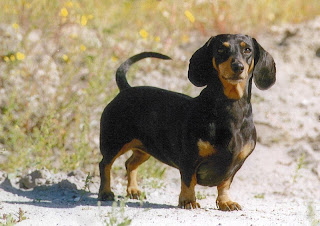 Despre caini: Teckel