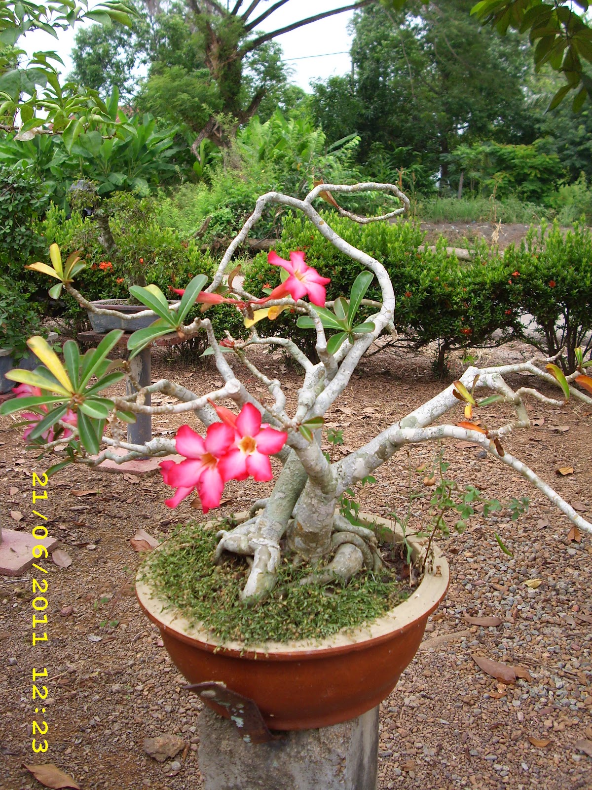 Pokok Bonsai: Pokok Kesinai