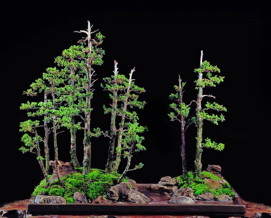 TODO BONSAI: Fotos de Bosques de Bonsai.