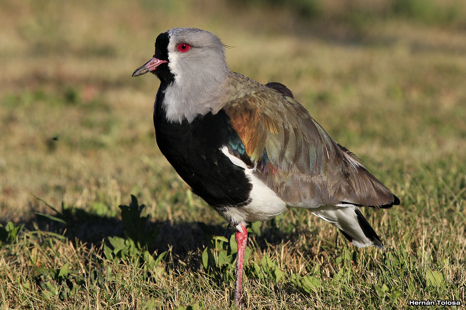 Aves de Argentina: Teros patagónicos