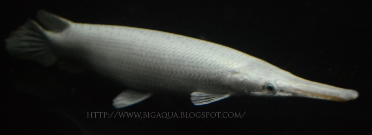 Platinum Florida Gar 11inch ~ Big Aqua
