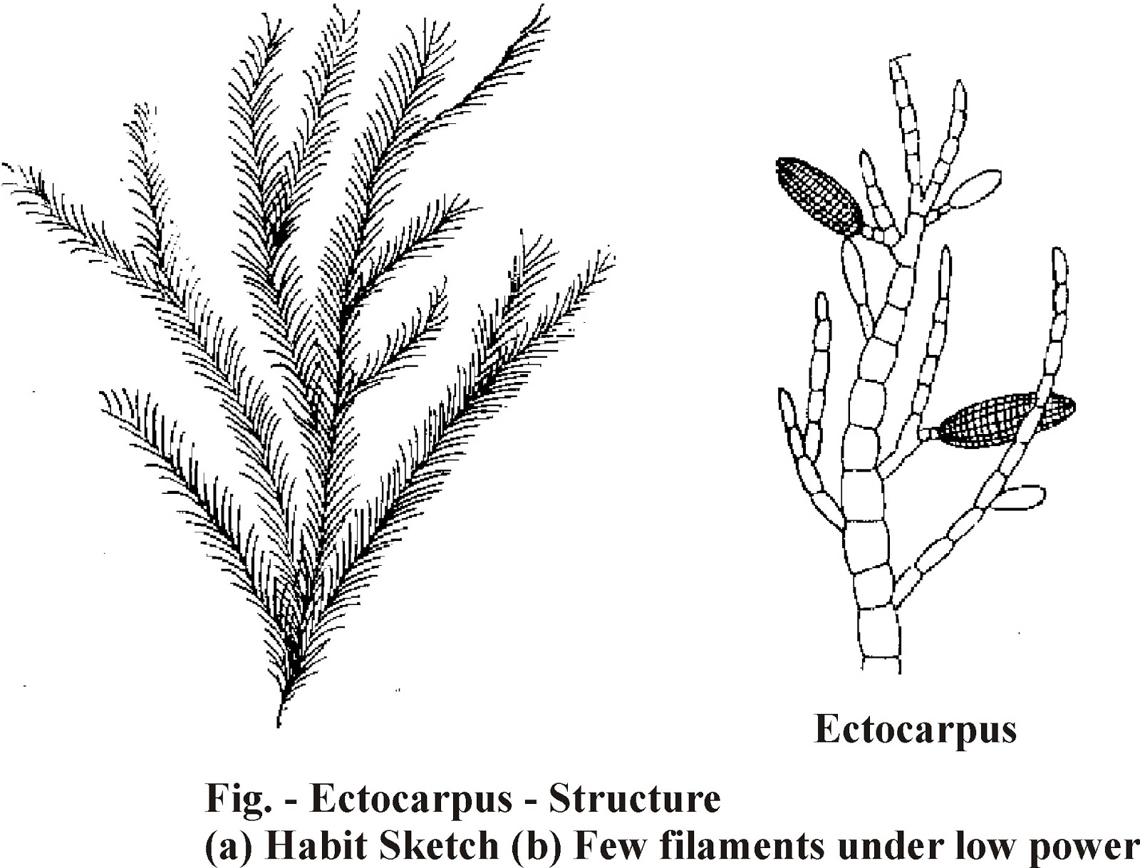 Ectocarpus Diagram