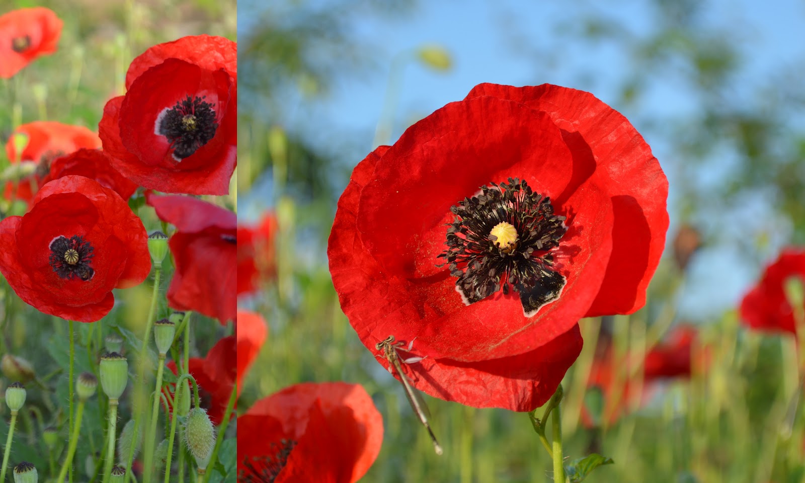 Jurnal de gradina: Rosu