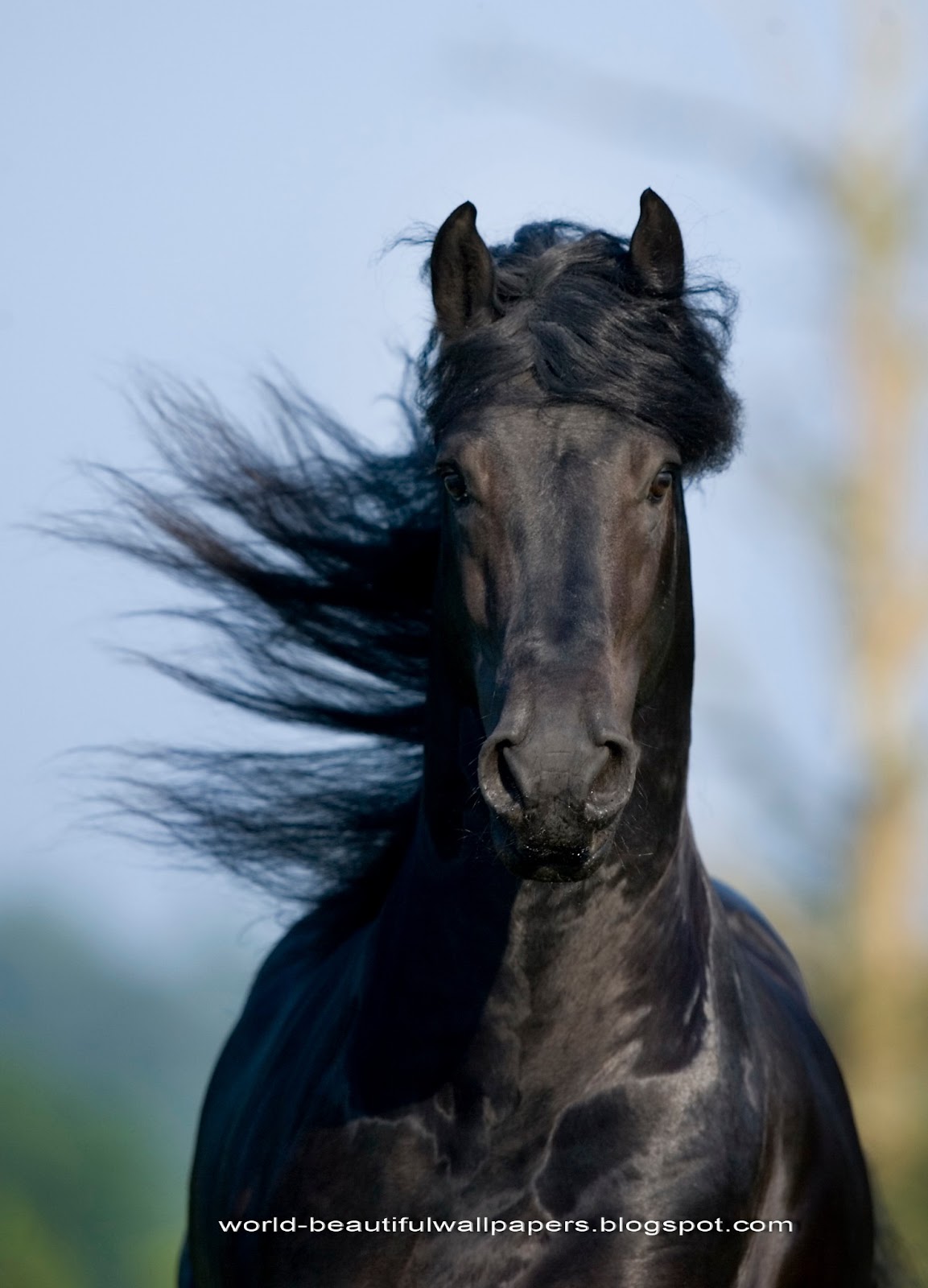 Friesian Horse Wallpaper Hd