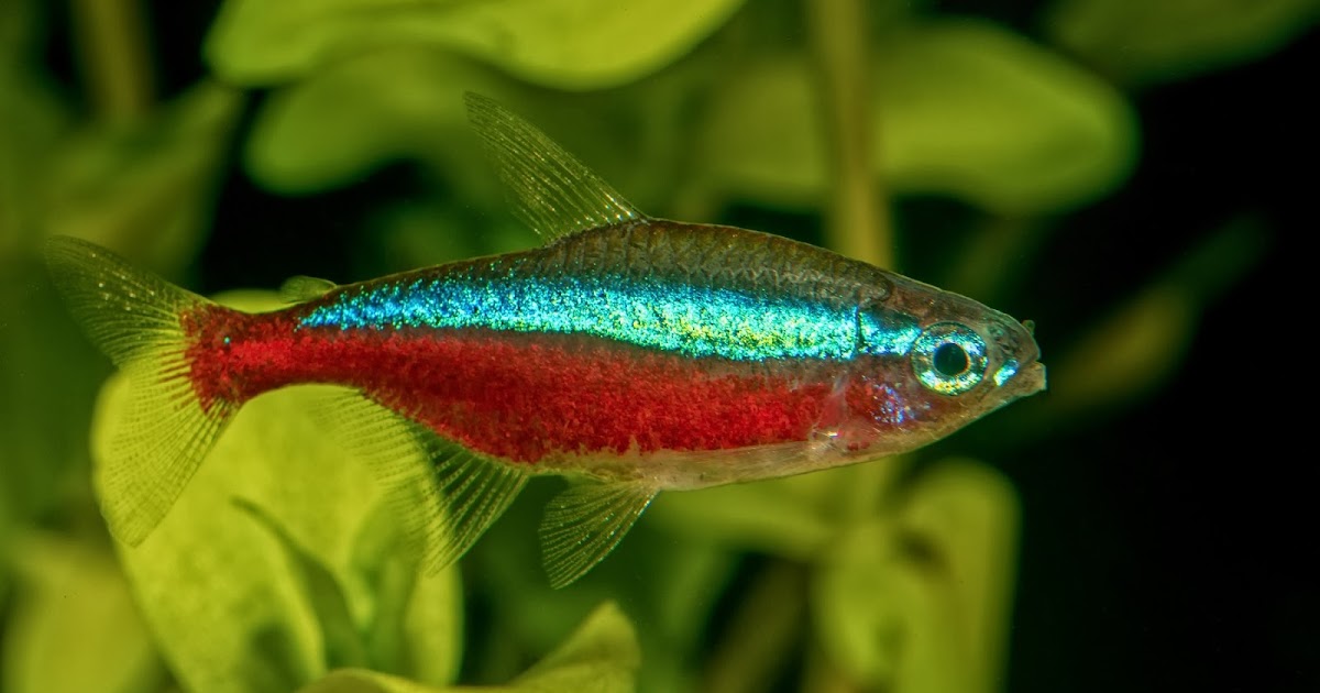 Types of tetra fish diseases and how to treat them - fish-hobbyist