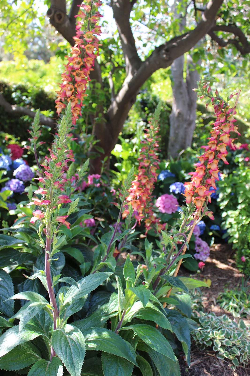 A Very Good Life: Leaders in Garden Renaisance~ Village Nurseries Open ...