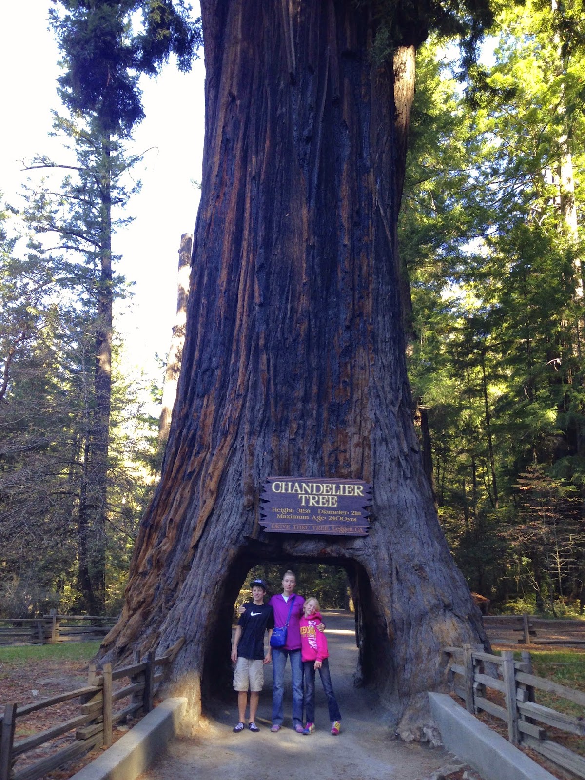 Blog Bites: Bite into a Healthy Lifestyle: Forest vs. Trees